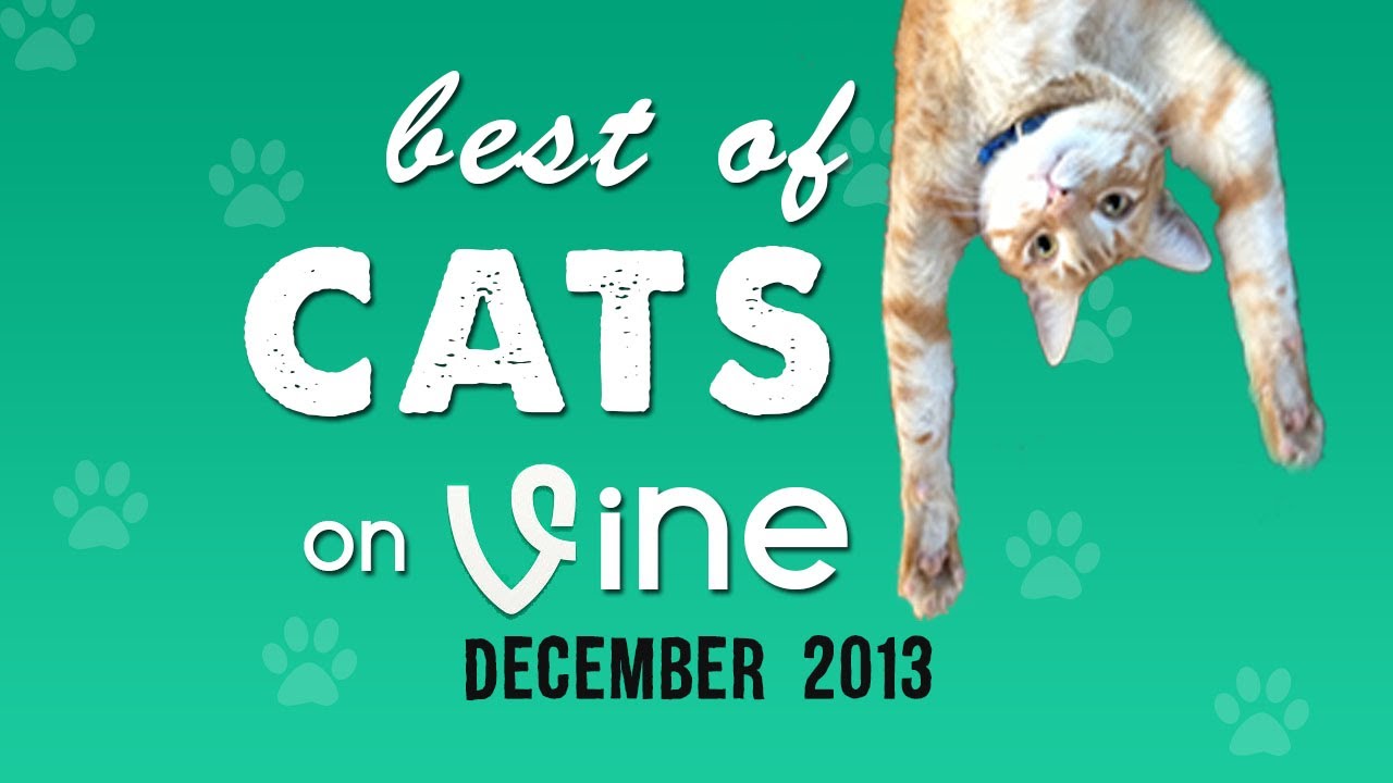 Best Vines With Cats