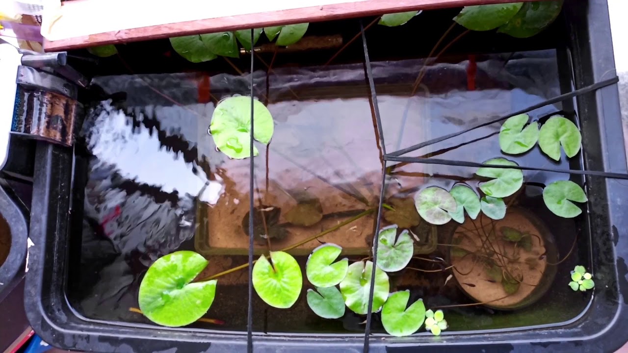 Tuxedo Guppies tube with water lilies/Γκαπυ σε δεξαμενή με νούφαρα ...