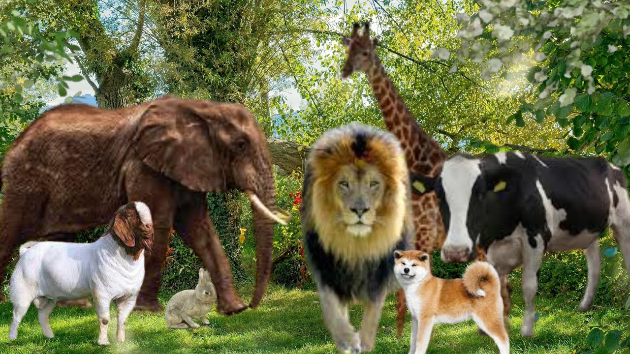 pet and wild animals goat, cow, horse, rabbit, cat, pigeons, tiger ...