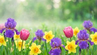 (No Ads) Blooming Garden Morning 🌿 Peaceful Piano Melodies to Start Your Day