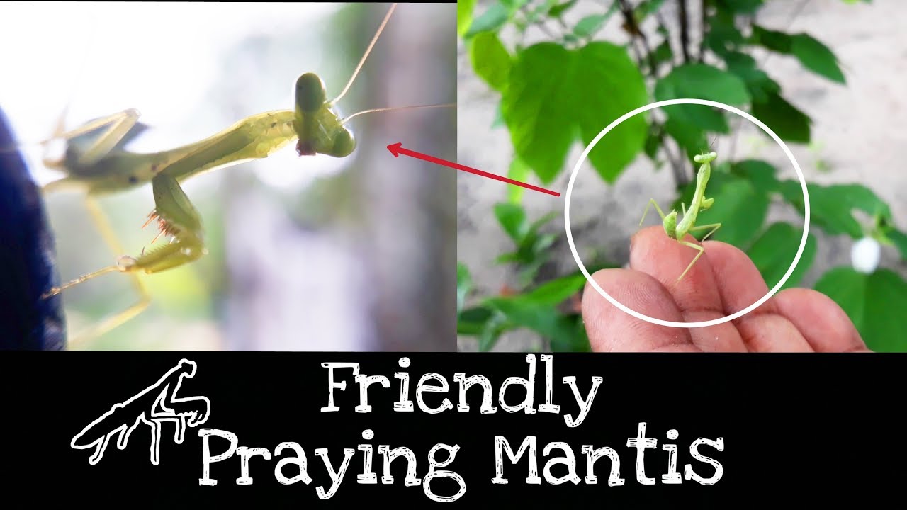 Friendly Praying Mantis തലകുലുക്കിയുള്ള ഇരുപ്പ് സൂപ്പർ | Funny Adorable ...
