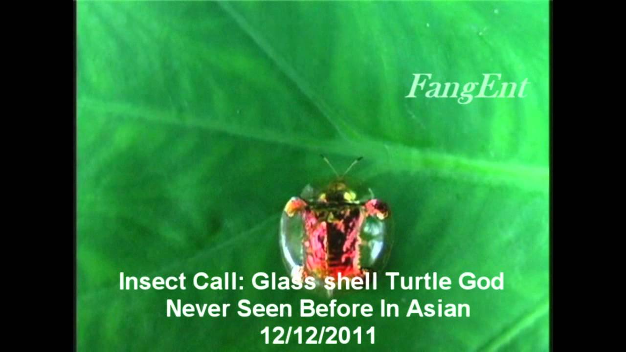 Hmong 2012 Glass Shell Turtle God.wmv - YouTube