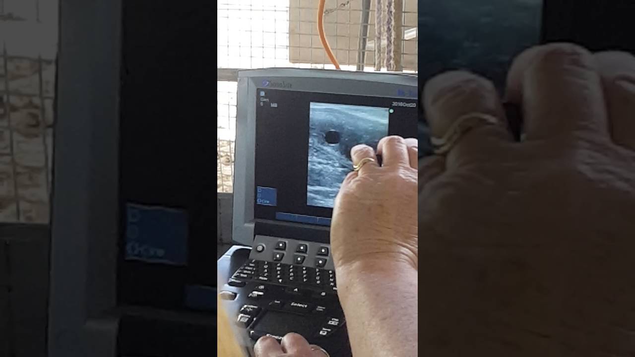 14 day mare pregnancy scan - YouTube