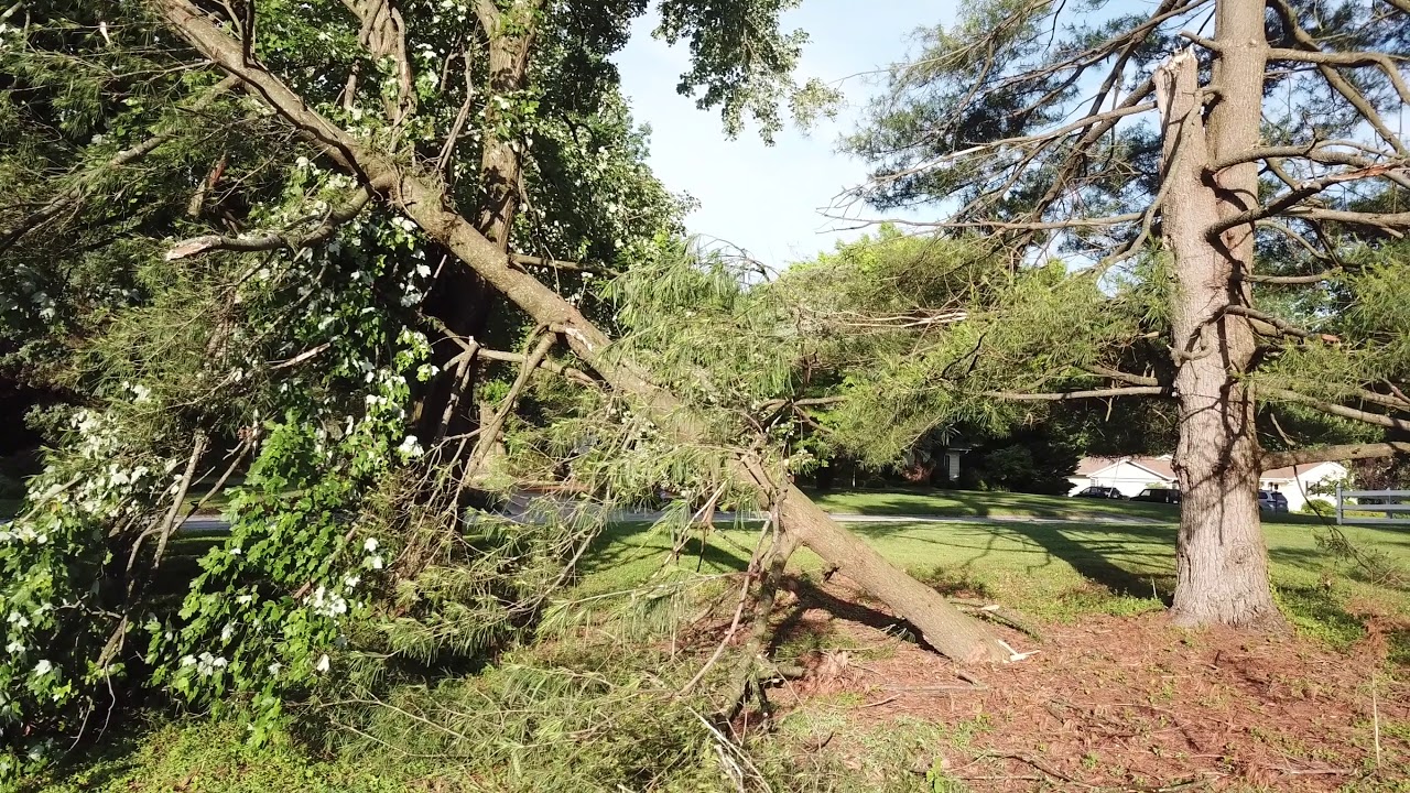 Clark Tree Overview - YouTube