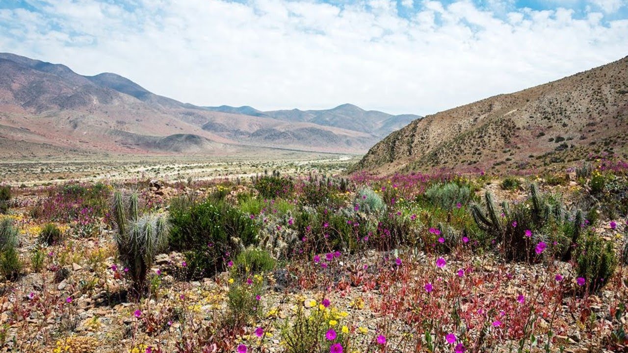 ¿Qué es un VERGEL? - YouTube