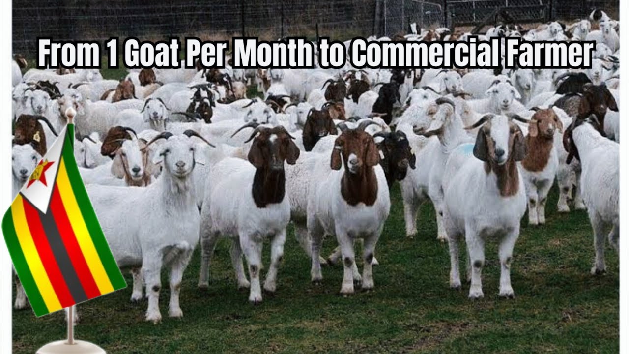 From Buying One Goat Per Month To A Commercial Goat Farmer(1000+ goats ...