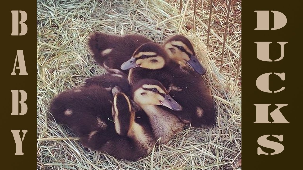 Baby Ducks: Learn to follow me... - YouTube