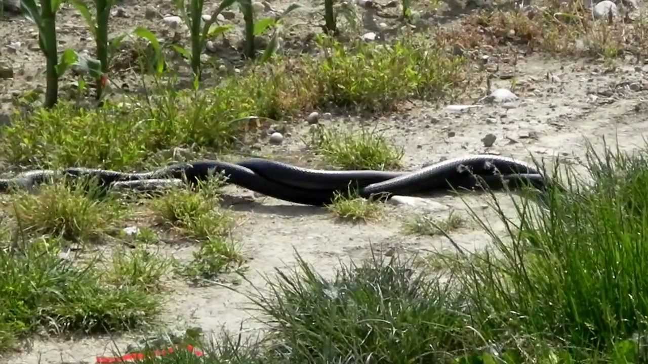 Serpenti "carbone" - YouTube