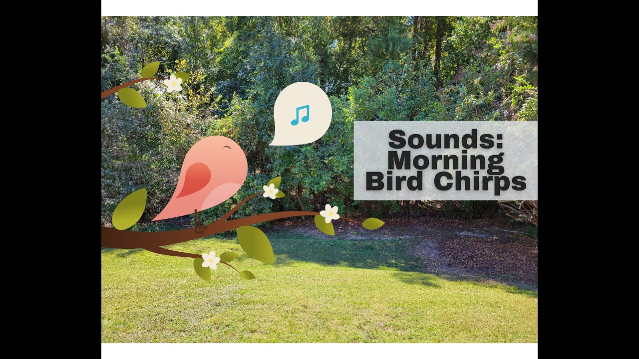 Sounds of morning Birds from darkness to sunrise. Nature sounds ...