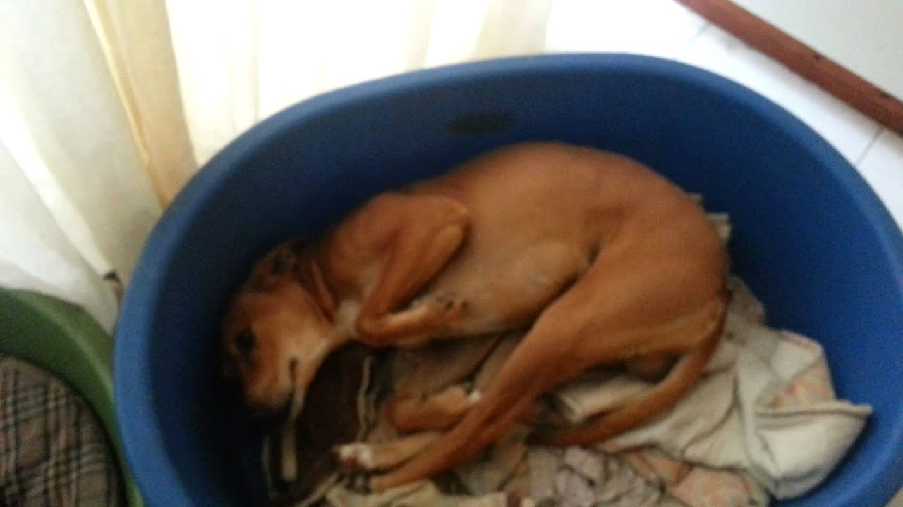 Guilty dog - Who made da pee pee and da poo poo - YouTube