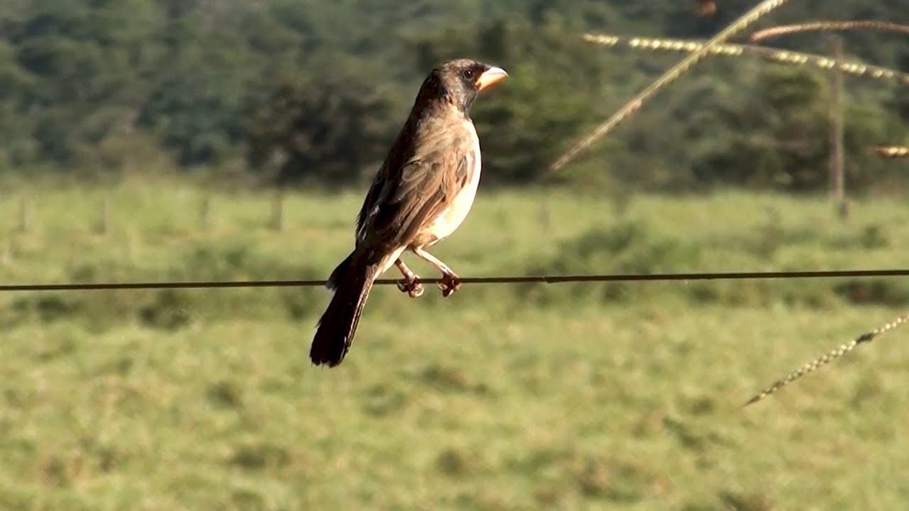 CANTO do BICO-DE-PIMENTA, BATUQUEIRO (SALTATRICULA ATRICOLLIS), BLACK ...