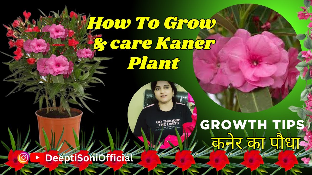 Kaner Plant CUTTING (Hindi) - How to grow & care Kaner Plant ...