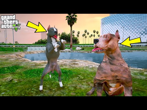 YAVRU PİTBULL GERÇEK BABASI FALÇATA'YLA TANIŞIYOR! - GTA 5