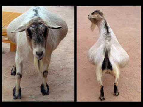 crazy neil's hit song FREAKY GOAT AFFAIR - YouTube
