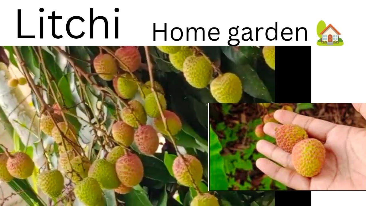 Plucking litchi & eating from home garden 🏡 - YouTube