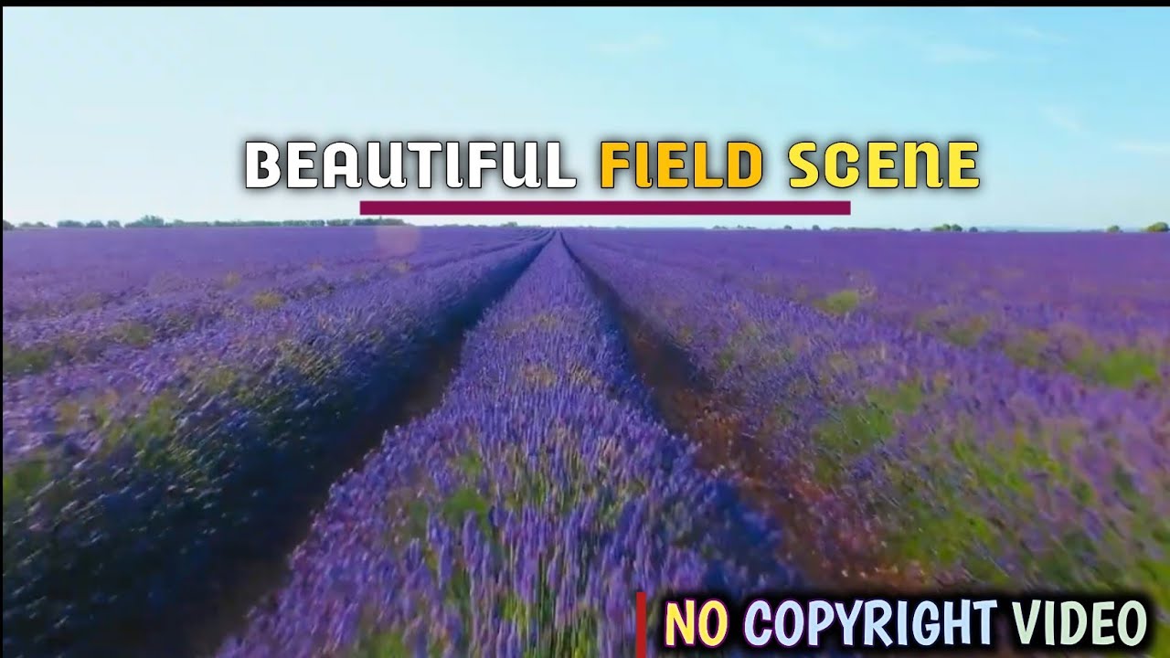 beautiful Field Scene | No Copyright Stock Video | Subscribe us for ...