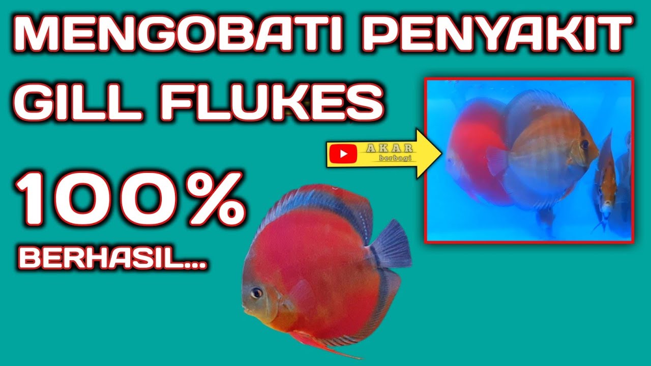 Discus GILL FLUKES ikan Berenang Cepat dan cara pengobatannya - YouTube