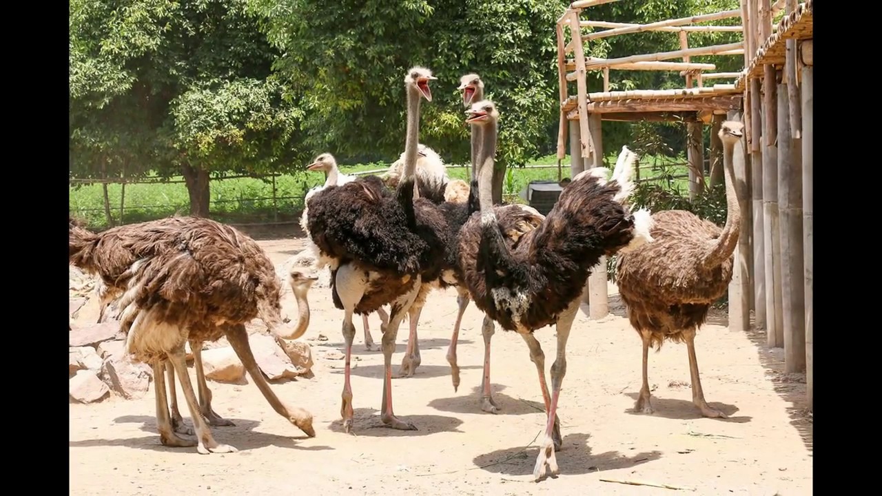 Rana Resort & Safari Park - YouTube