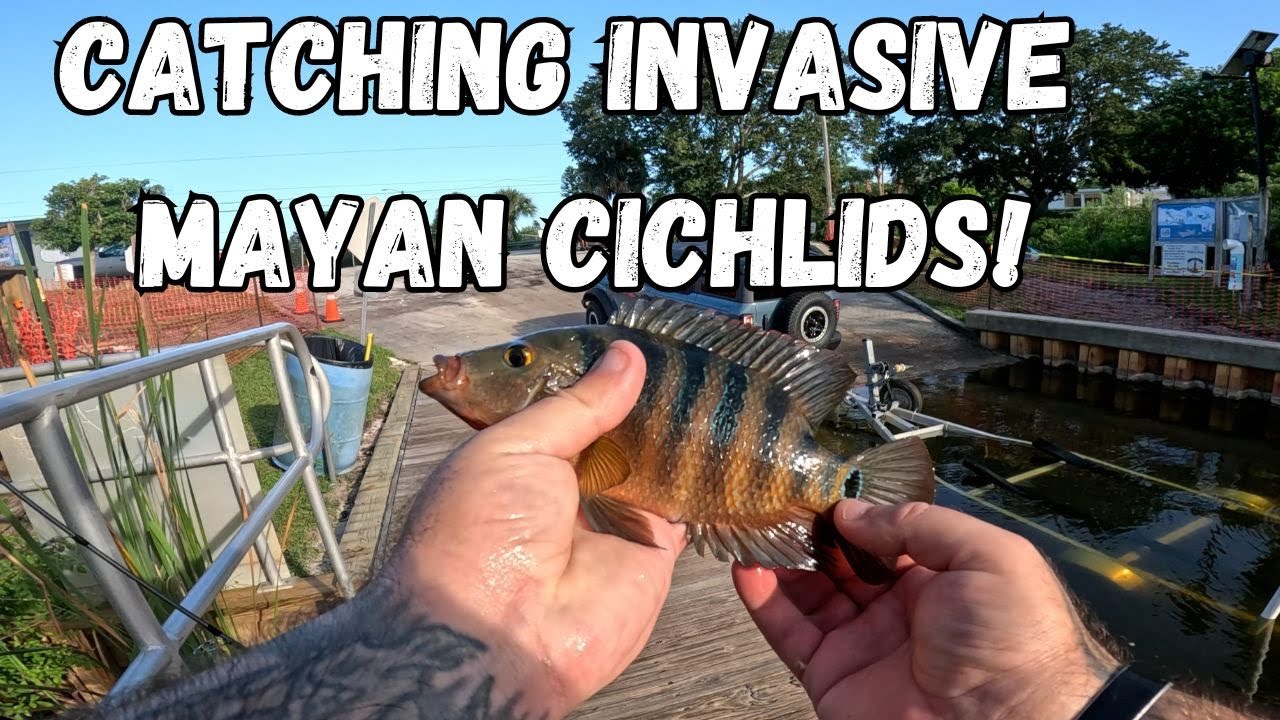 Catching INVASIVE Mayan Cichlids in Florida! - YouTube