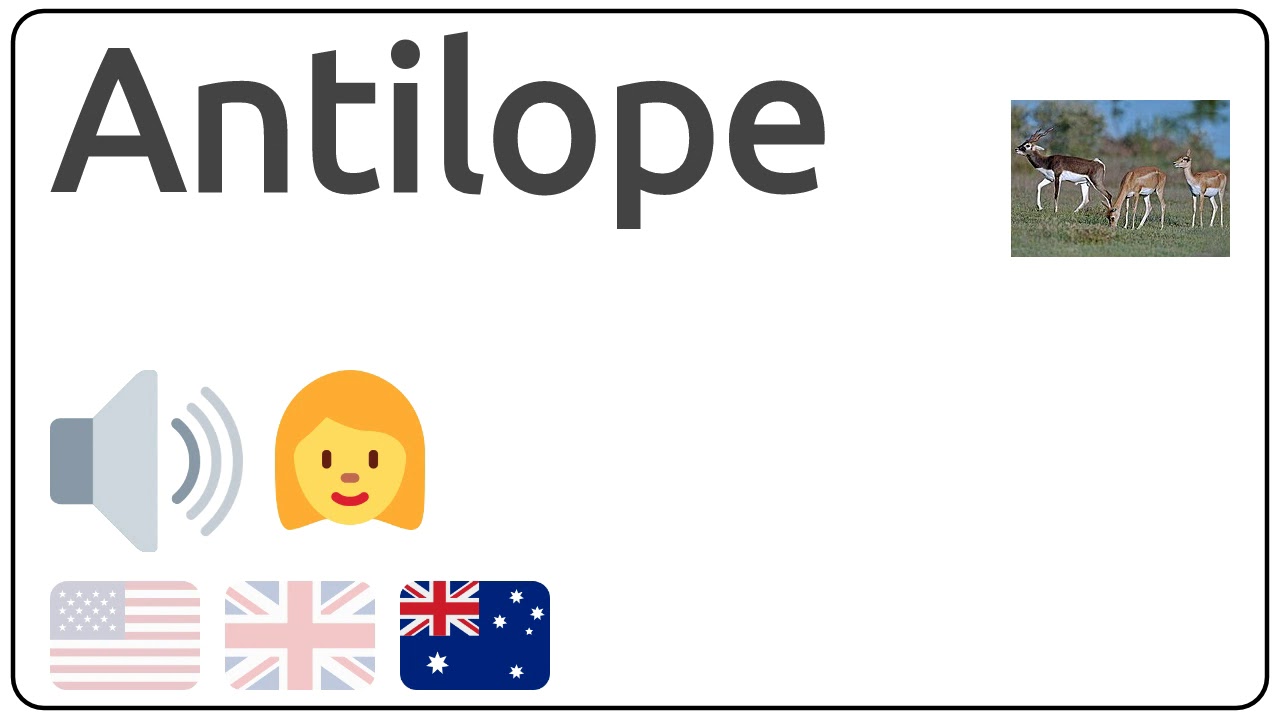 How to pronounce Antilope in english? - YouTube
