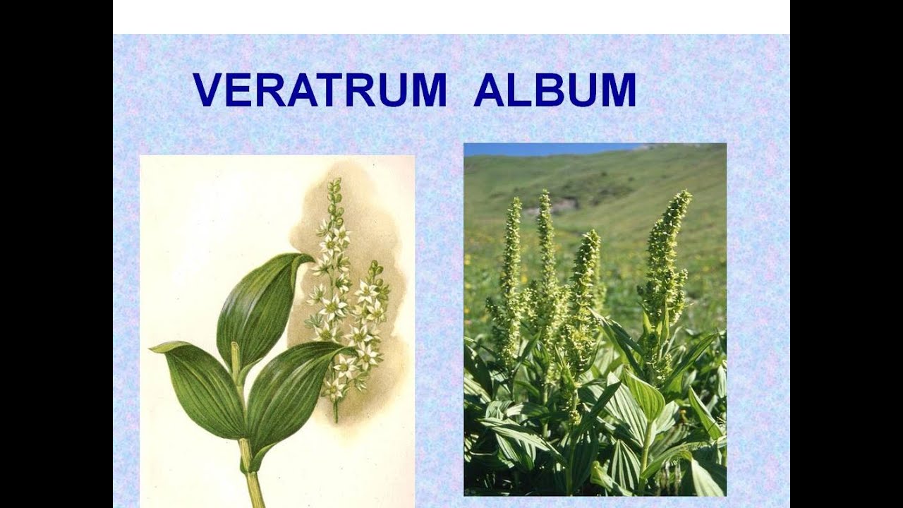 VERATRUM ALBUM - ΑΝΤΙΜΕΤΩΠΙΣΗ ΟΞΕΩΝ ΚΑΤΑΣΤΑΣΕΩΝ ΜΕ ΟΜΟΙΟΠΑΘΗΤΙΚΗ - YouTube
