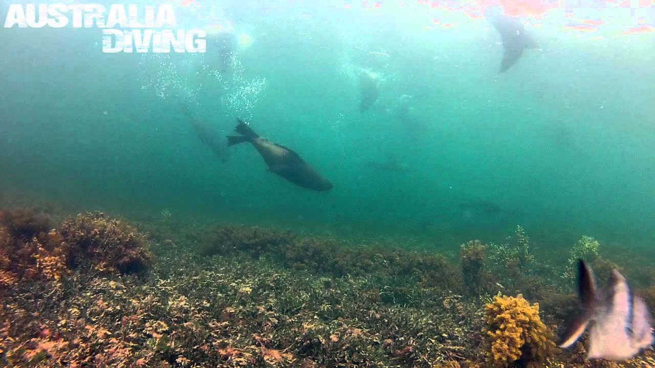 Sea Lion Dive at Port Giles Jetty (SA) - YouTube