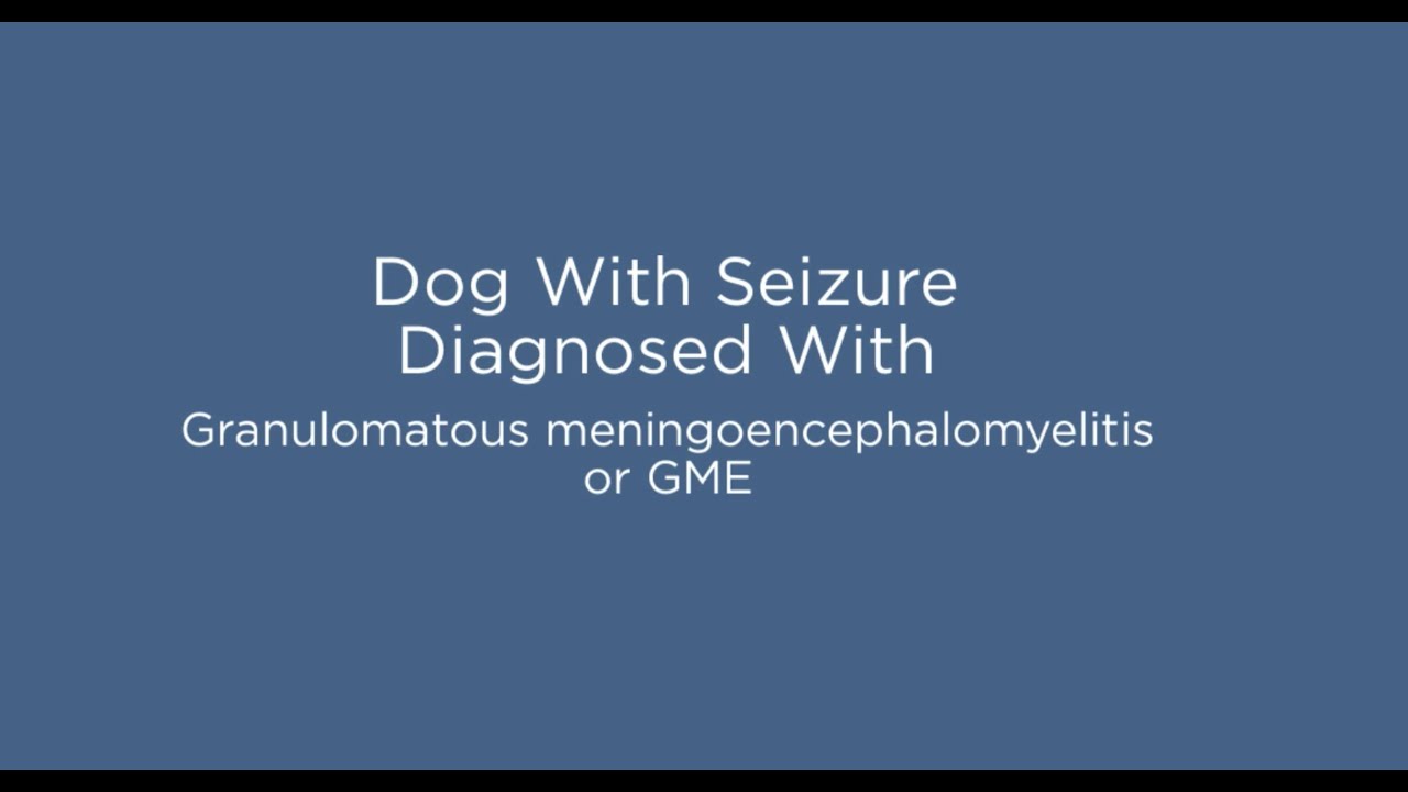 Dog With Subtle Seizure Diagnosed With Granulomatous ...