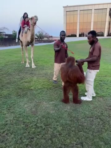 The zoo wild life park umm al quwain Dubai | Funny monkey at the zoo ...