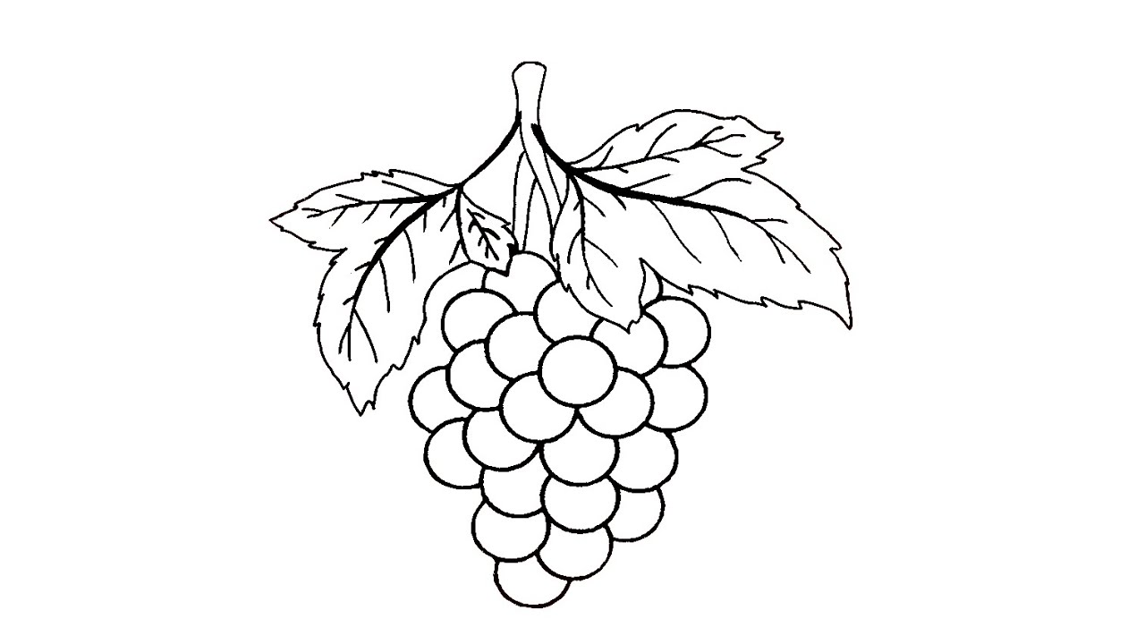 Belajar Menggambar Buah Anggur (Sketsa Anggur) - YouTube