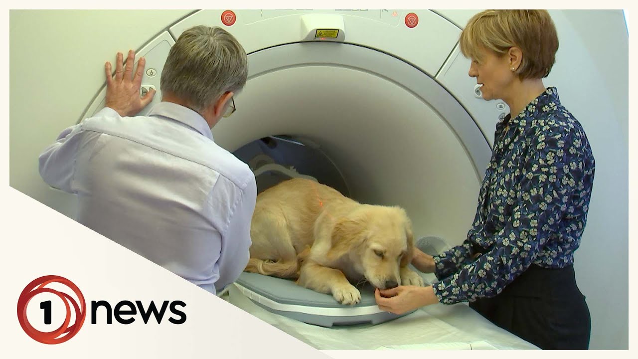 New Zealand's first-ever MRI scanner dedicated to pets opens in ...