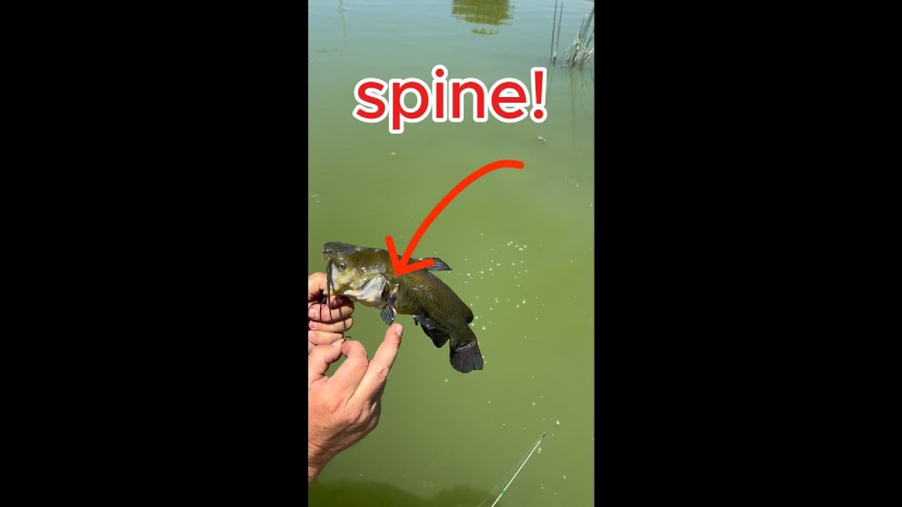 Multi-species with PB Bluegill and tough Bullhead! - YouTube