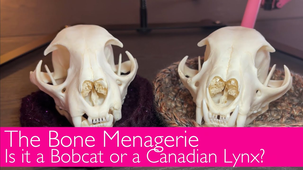 The Bone Menagerie: Bobcat and Canadian Lynx Skull Differences - YouTube