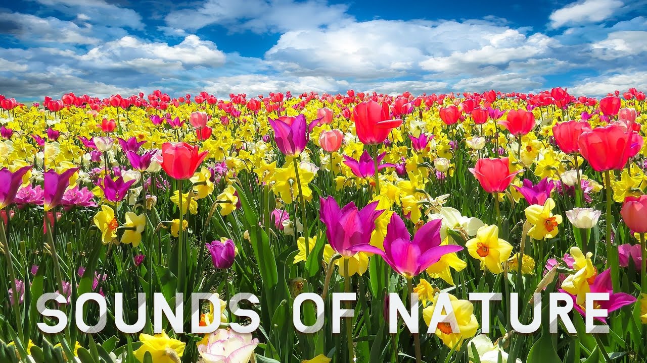 Rare and Beautiful Birdsong Sounds on Spring Morning - YouTube