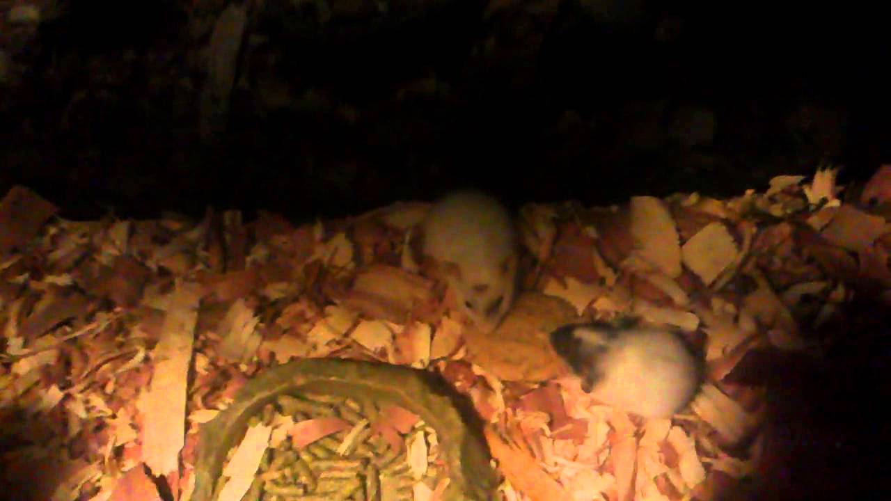8 week old rats video 2 - YouTube