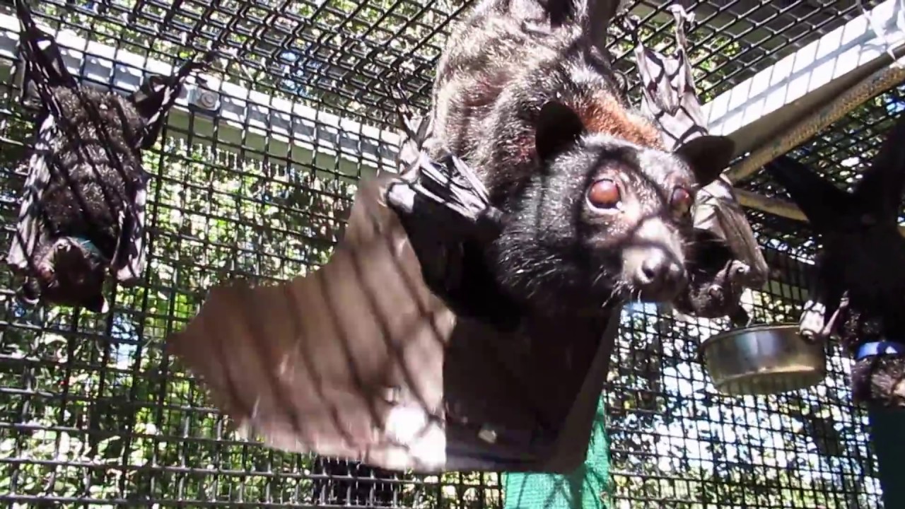 Mother bat flapping to cool her baby - YouTube