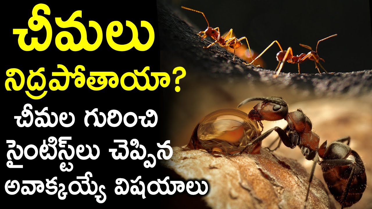 The Secrets of Ants sleep Revealed | How much time do ants live? Remix ...