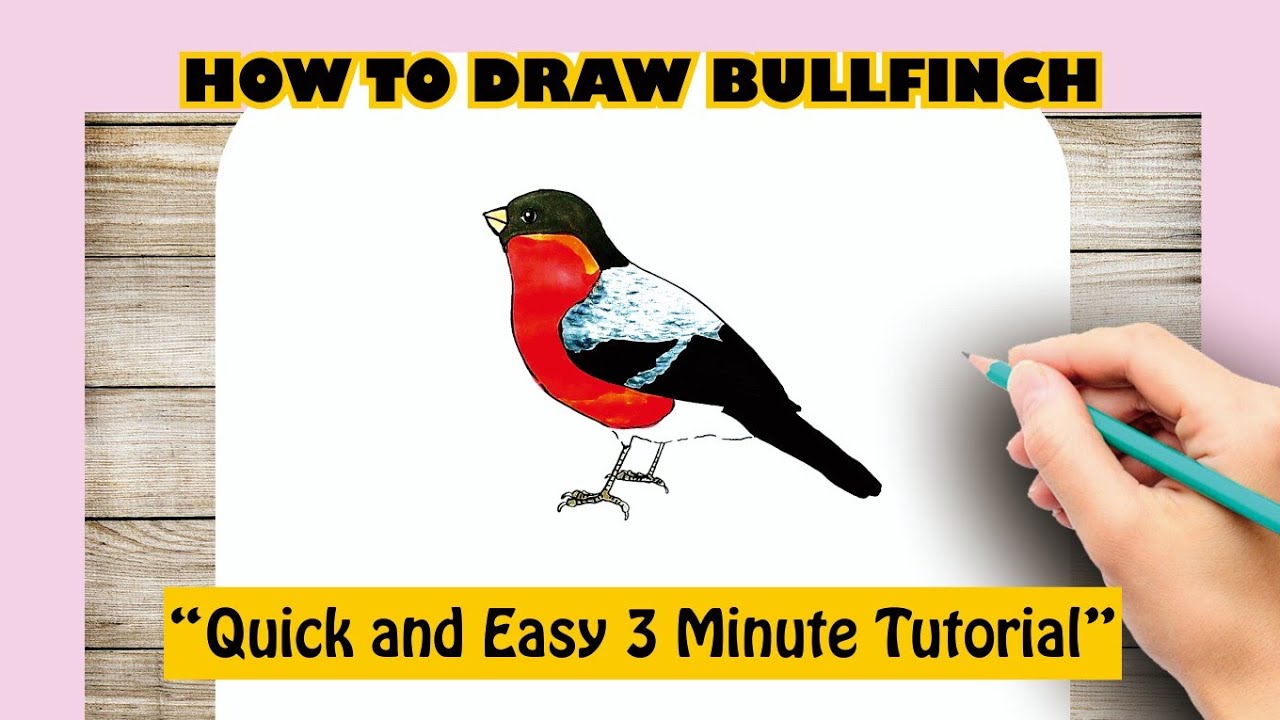 How to draw BULLFINCH - YouTube