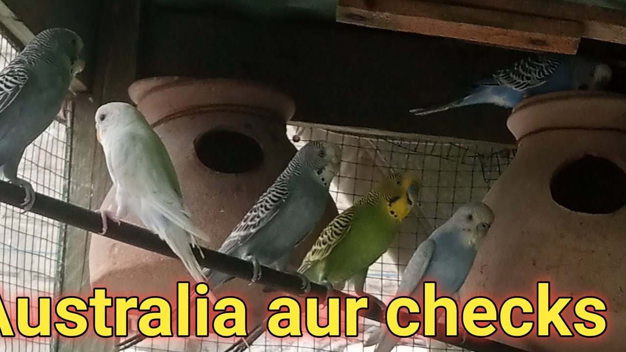 Australia aur checks - YouTube