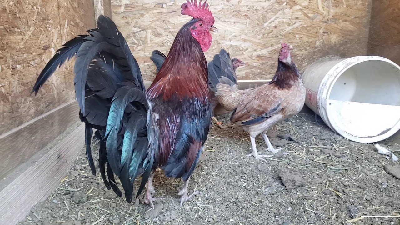 Claret Pair / Cardinal Club Kelso Hen - YouTube