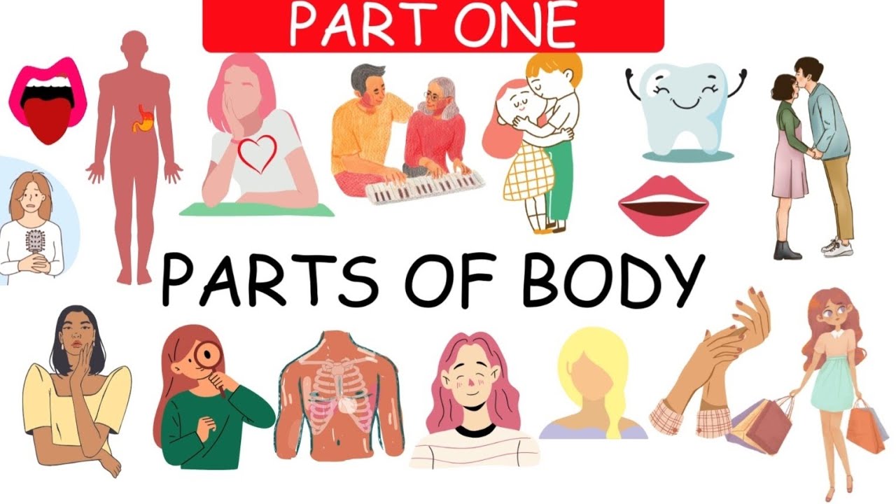 PARTS of body in English with sentences#bodypartsinenglish # ...