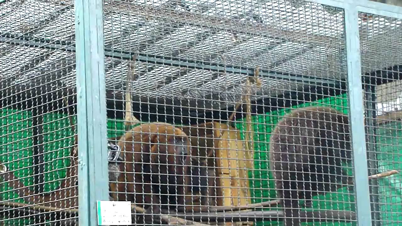 VOCALIZAÇÃO Bugio Ruivo ( Alouatta guariba clamitans) - YouTube
