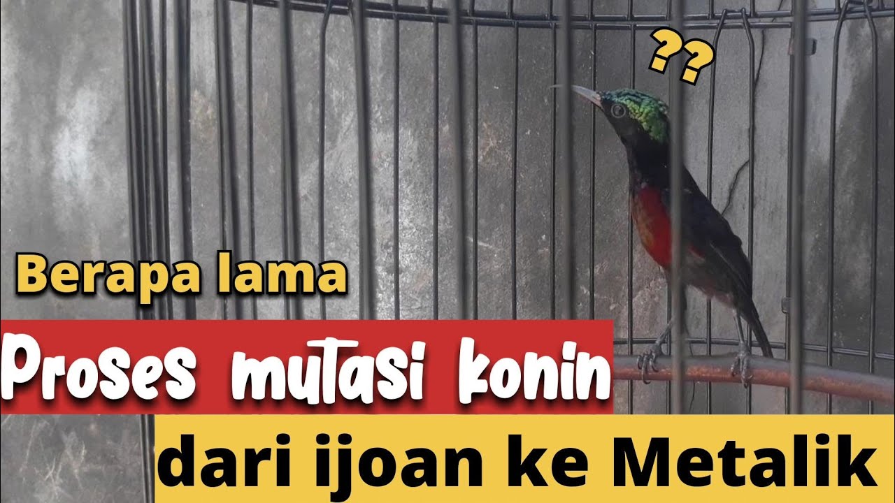 Proses mutasi konin dari ijoan ke metalik - YouTube
