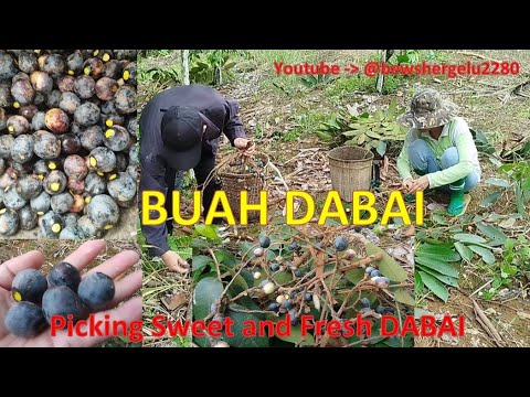 Harvesting Dabai Fruits that offer golden prices at the Market # ...