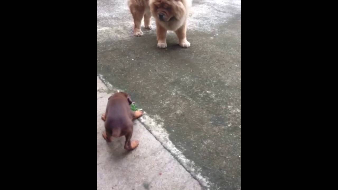 Doberman puppy vs Chow Chow - YouTube