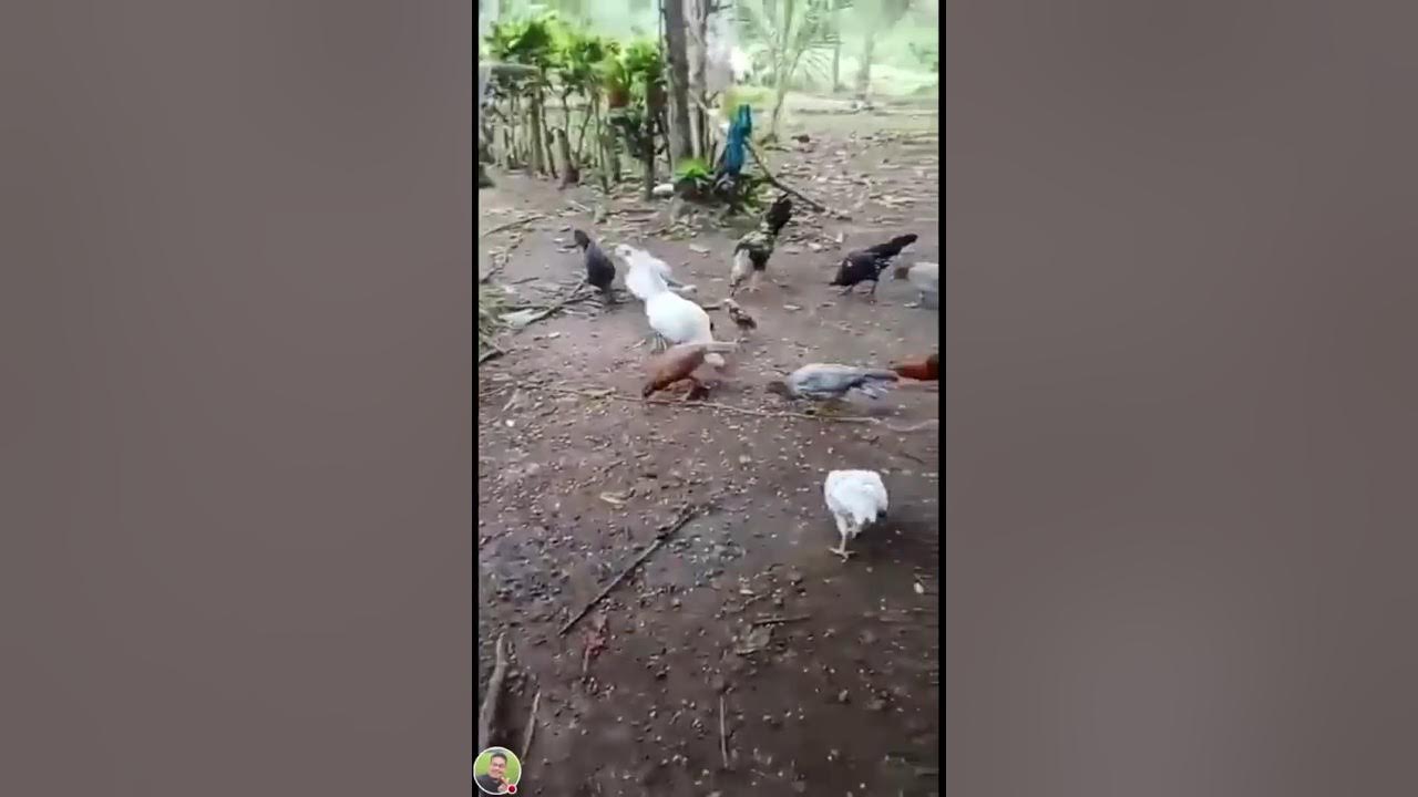 Kuya Jess Vlogs is live! MAG PAKAIN NG MGA MANOK - YouTube