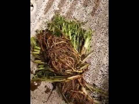 Usa los restos de cilantro con raíz. - YouTube