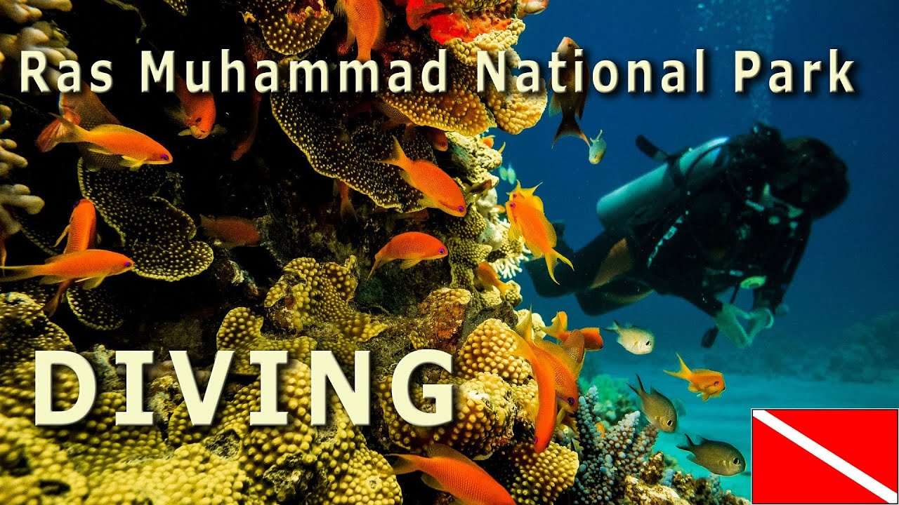 Nurkowanie w Ras Muhammed NP (EGIPT) - Diving in Ras Muhammed NP (EGYPT ...