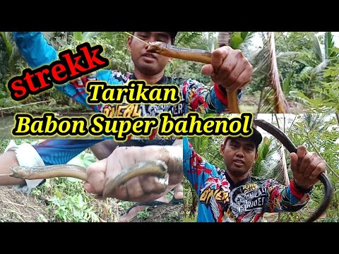 Tarikan Babon super bahenol