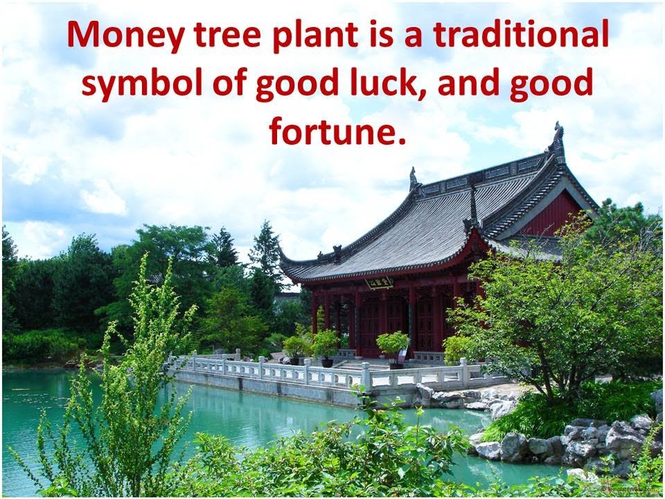 Money tree plant is a traditional symbol of good luck, and good fortune ...