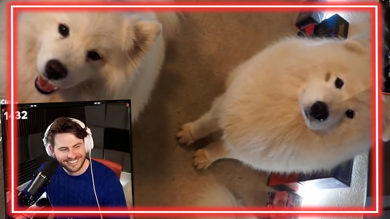 2 mins of Terroriser's dogs - YouTube